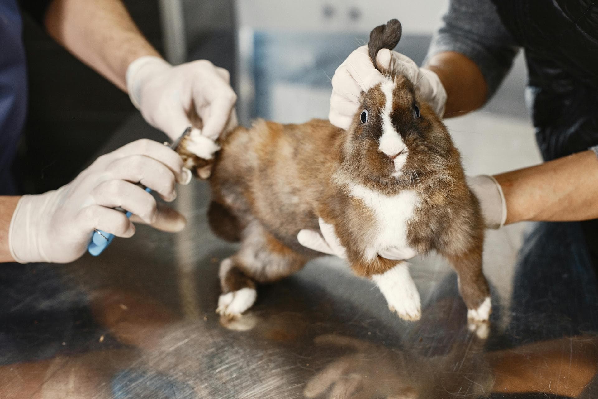 Dundas Veterinary Group Ltd | Vets in Edinburgh, Midlothian | Updated ...